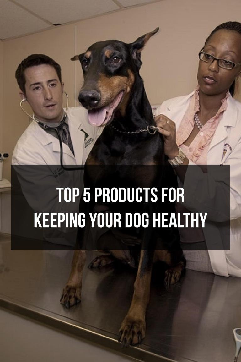 Top 5 Products for Keeping Your Dog Healthy | Realm of Vibes